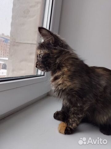 Малибу котенок ласковая кошечка с кисточками на уш