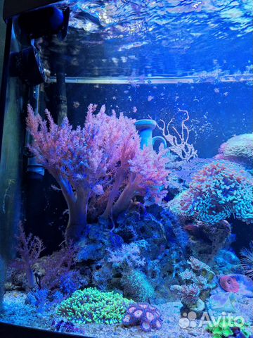 Капнелла, клавулярия живые кораллы