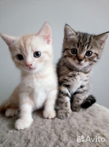 Последний шотландский котенок