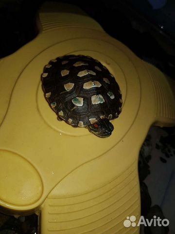 Отдам бесплатно в дар