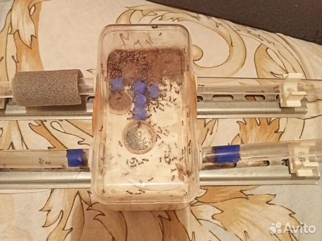 Отдам муравьиную ферму