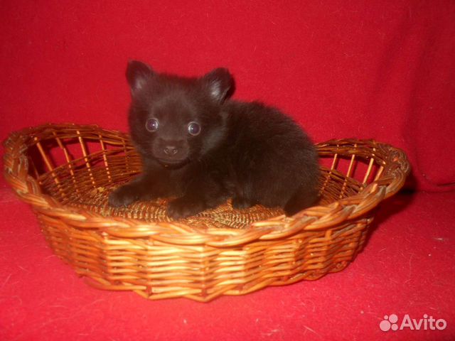 Два мальчика