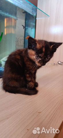 Котенок