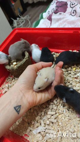 Сирийские хомячки (ручные малыши)