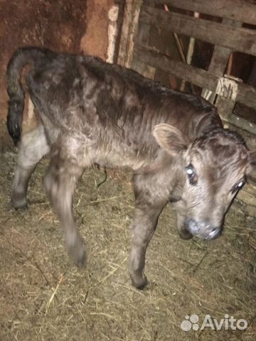 Телята бычки