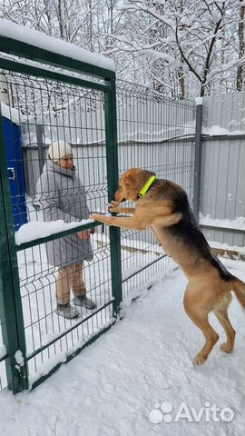 Очень крупная собака в дар