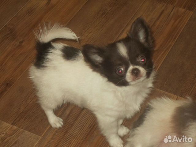 Чишки-мальчишки