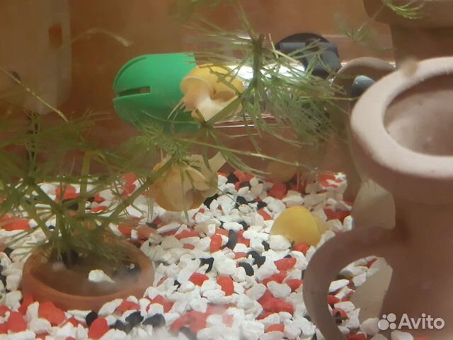 Отдам аквариумных улиток