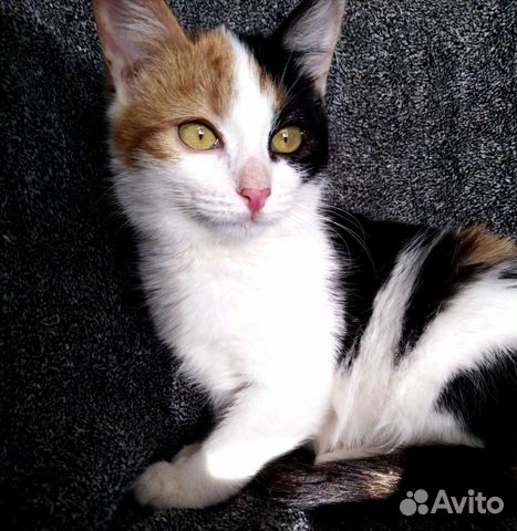 Трехцветный котенок. 2,5 месяца