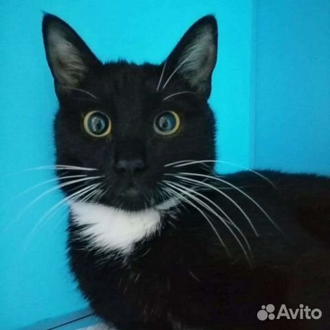 Атос. Его выпустят на улицу, если не найдётся дом