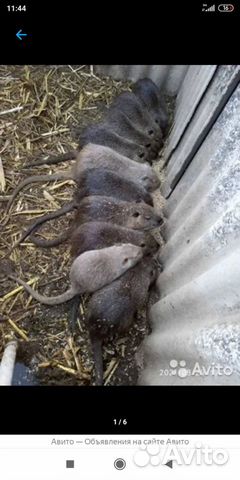 Нутрии и мясо нутрии