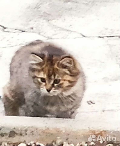 Принесут в дом удачу