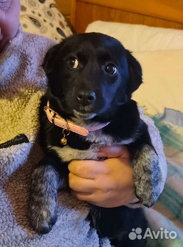 Щенок 5мес маленькая Милочка