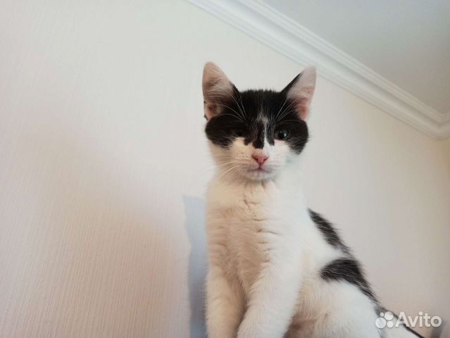 Кошка в дар