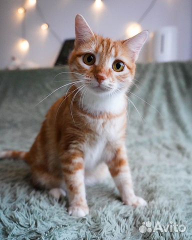 Кошка в добрые руки
