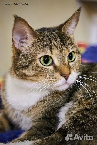 Красавица Марыся 1 годик в добрые руки