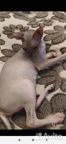 Ищем жениха