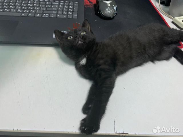 Котёнок девочка, миниатюрная пантера в добрые руки