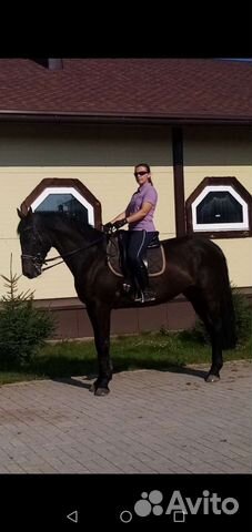 Тракененский мерин