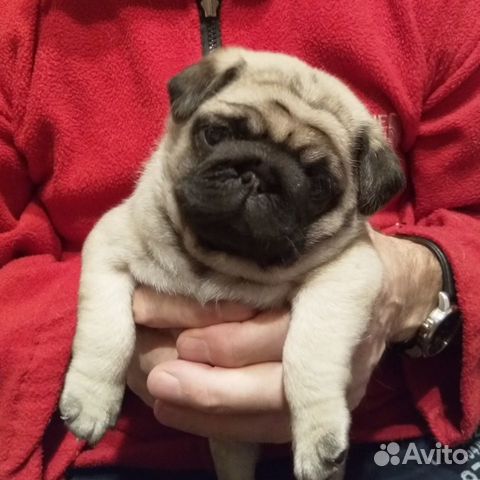 Щенки мопса