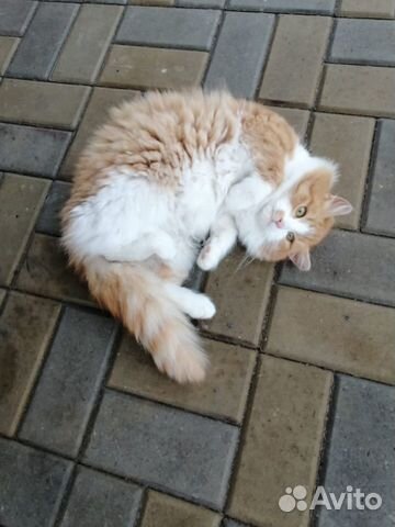 Котенок