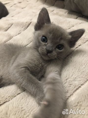Бурманские котята