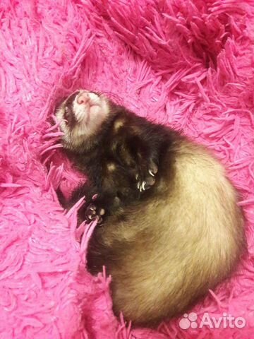 Ищу хорька на вязку