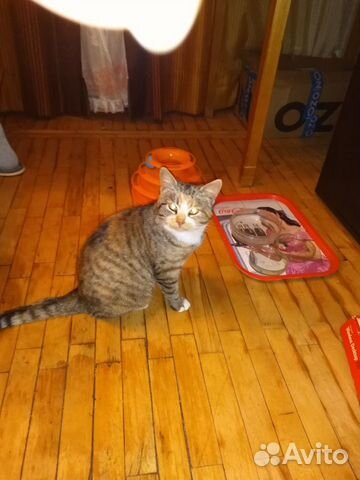Отдам кошку в добрые руки