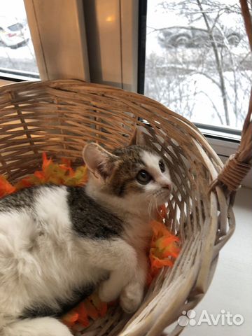 Котёнок 3 мес в дар