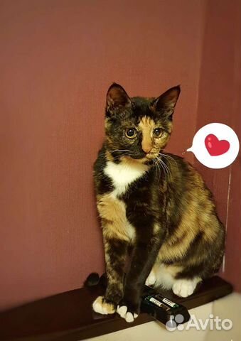 Спасенный котенок с хорошим руки