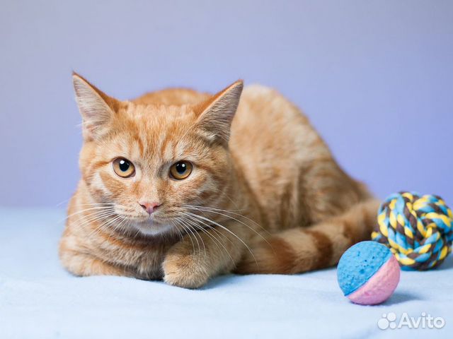 Кот рыжий котенок мордатый плюшевый в добрые руки