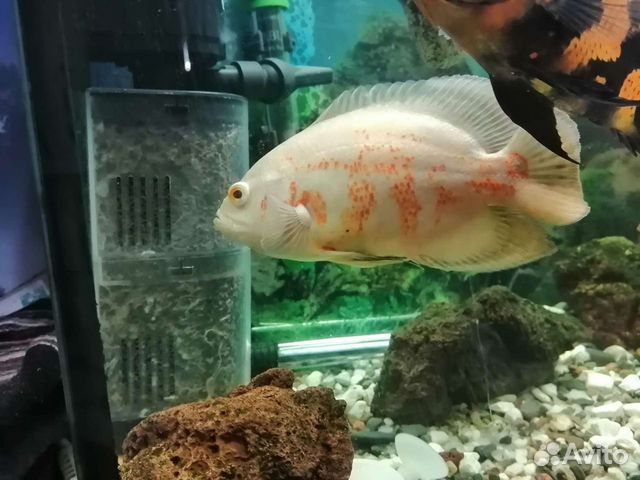 Астронотус белый с красным