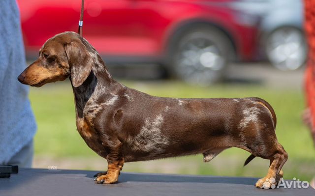 Вязка, такса миниатюрная