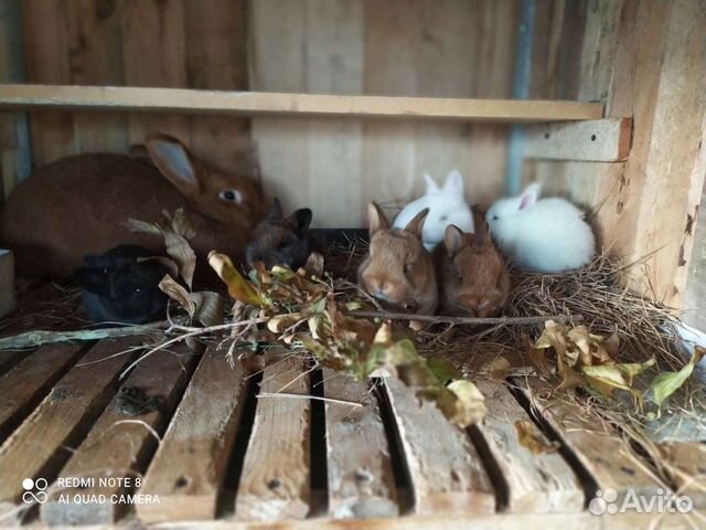 Кролики мясных пород