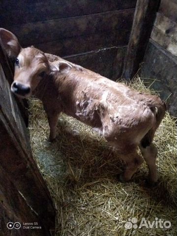 Продаю телочку