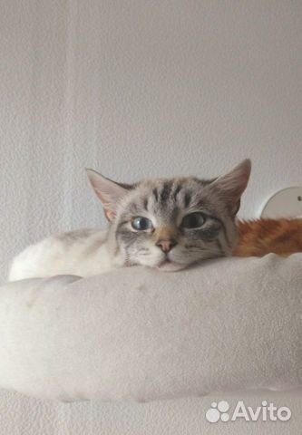 Помесь тайской котенок котик в добрые руки дар бес