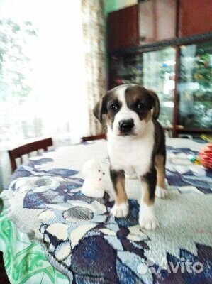 Настоящая дворянка,девочка одного месяца,отдается