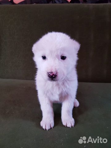 Щенки алабай