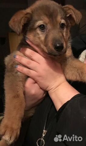 Щенки рыжее солнце