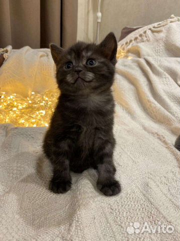 Чистокровная шотландская прямоухая кошечка