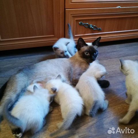 Тайские котята