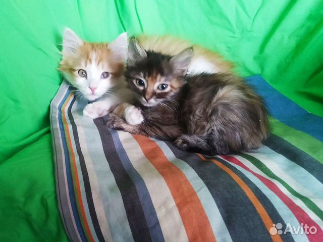 Котята в добрые руки бесплатно