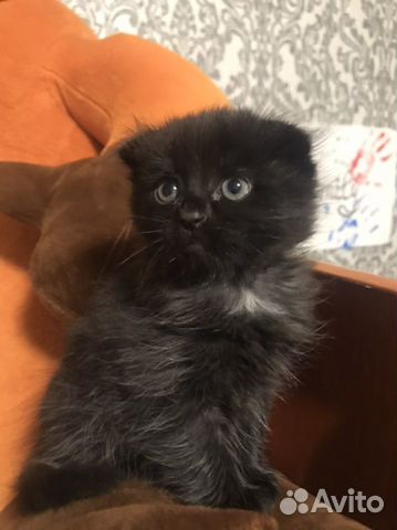 Британские котята