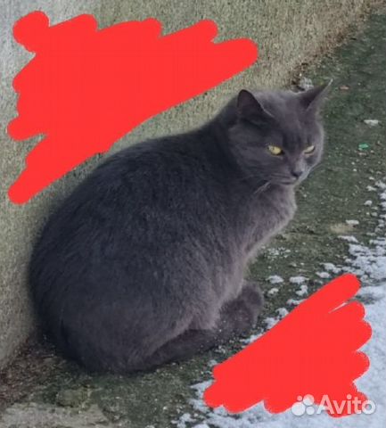 Серое пушистое счастье ищет дом