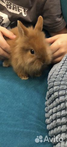 Кролик 4 мес