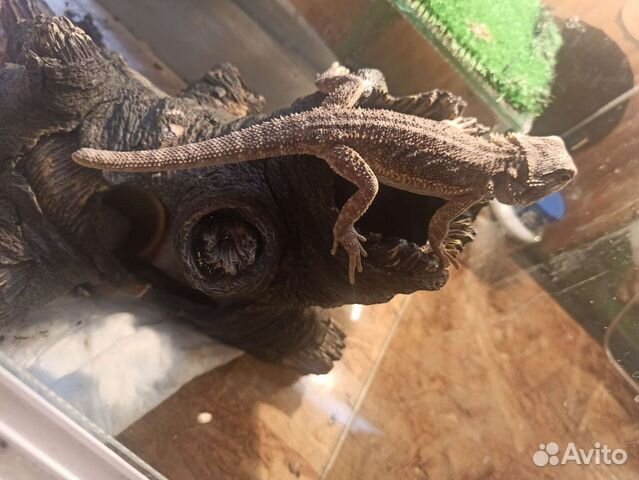 Бородатая агама