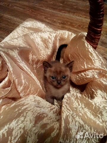 Бурманские котята