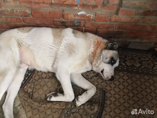 Среднеазиатская овчарка