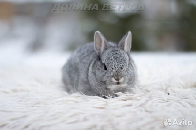 Минор шиншилла девочка редкого окраса