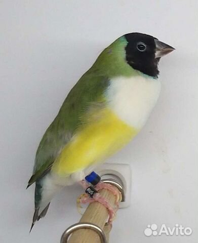 Взрослая самочка амадины Гульда